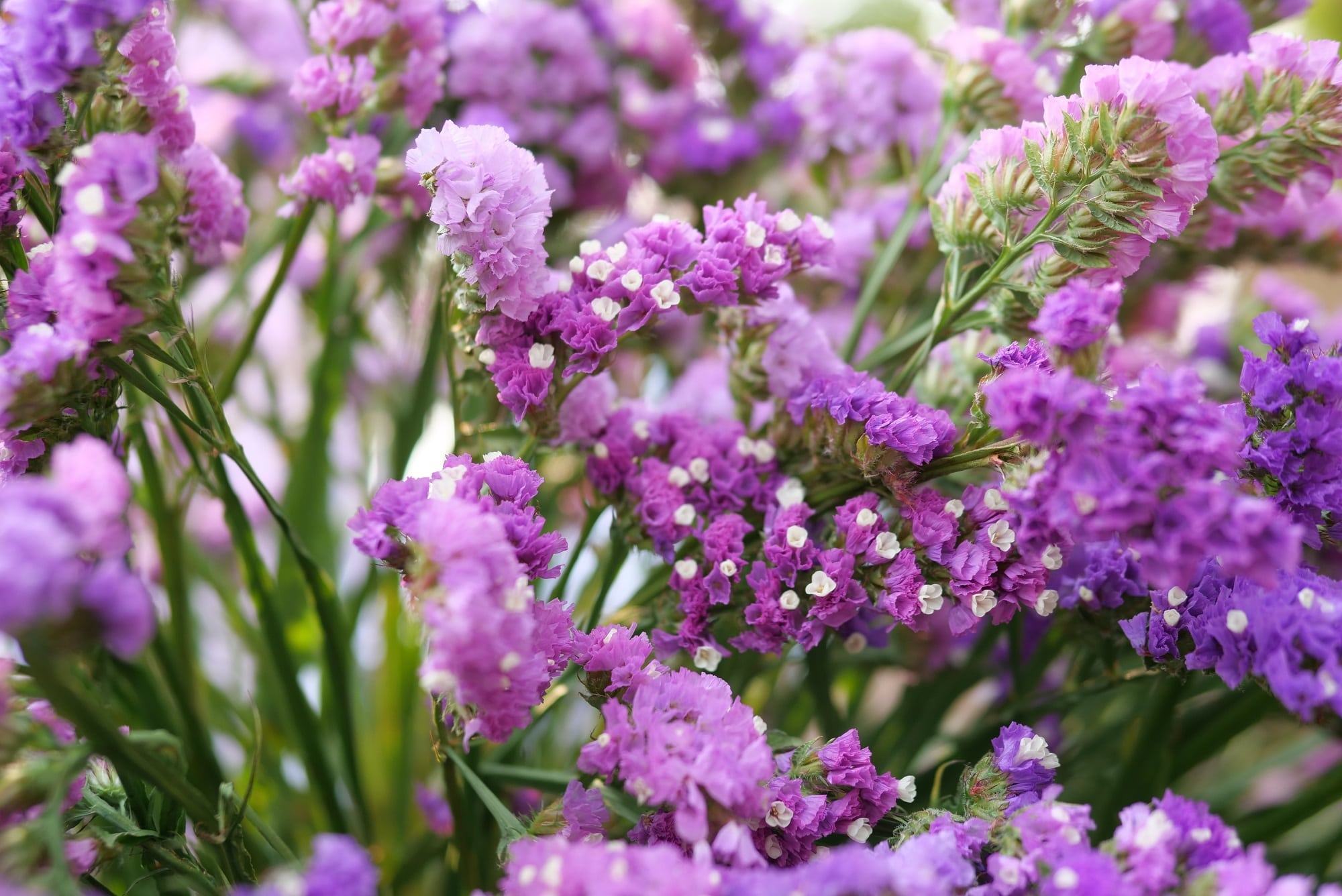 30 Garden Design Ideas to Inspire Your Outdoor Space - PriceMyGarden