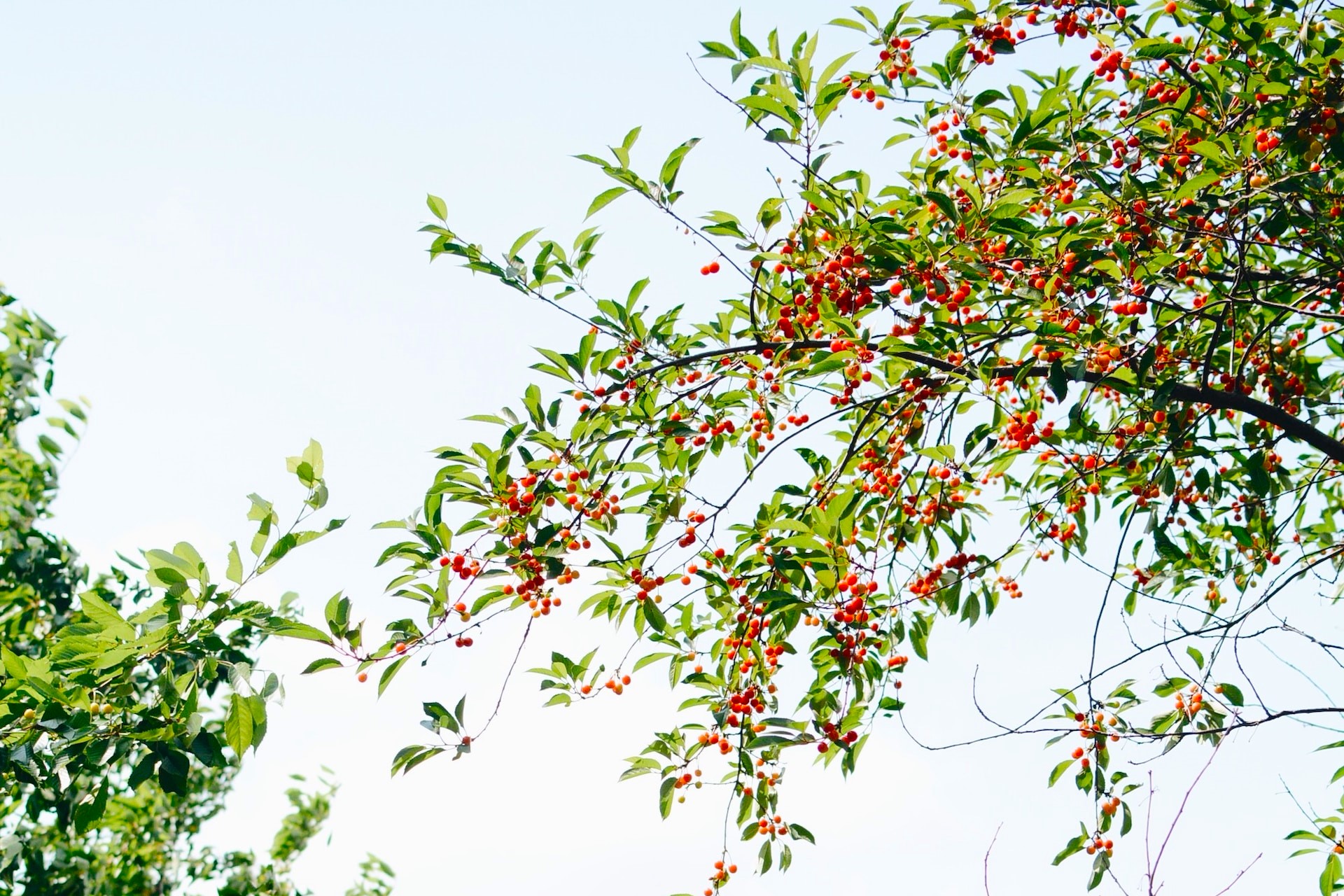 Pruning Cherry Trees: When & How? - PriceMyGarden