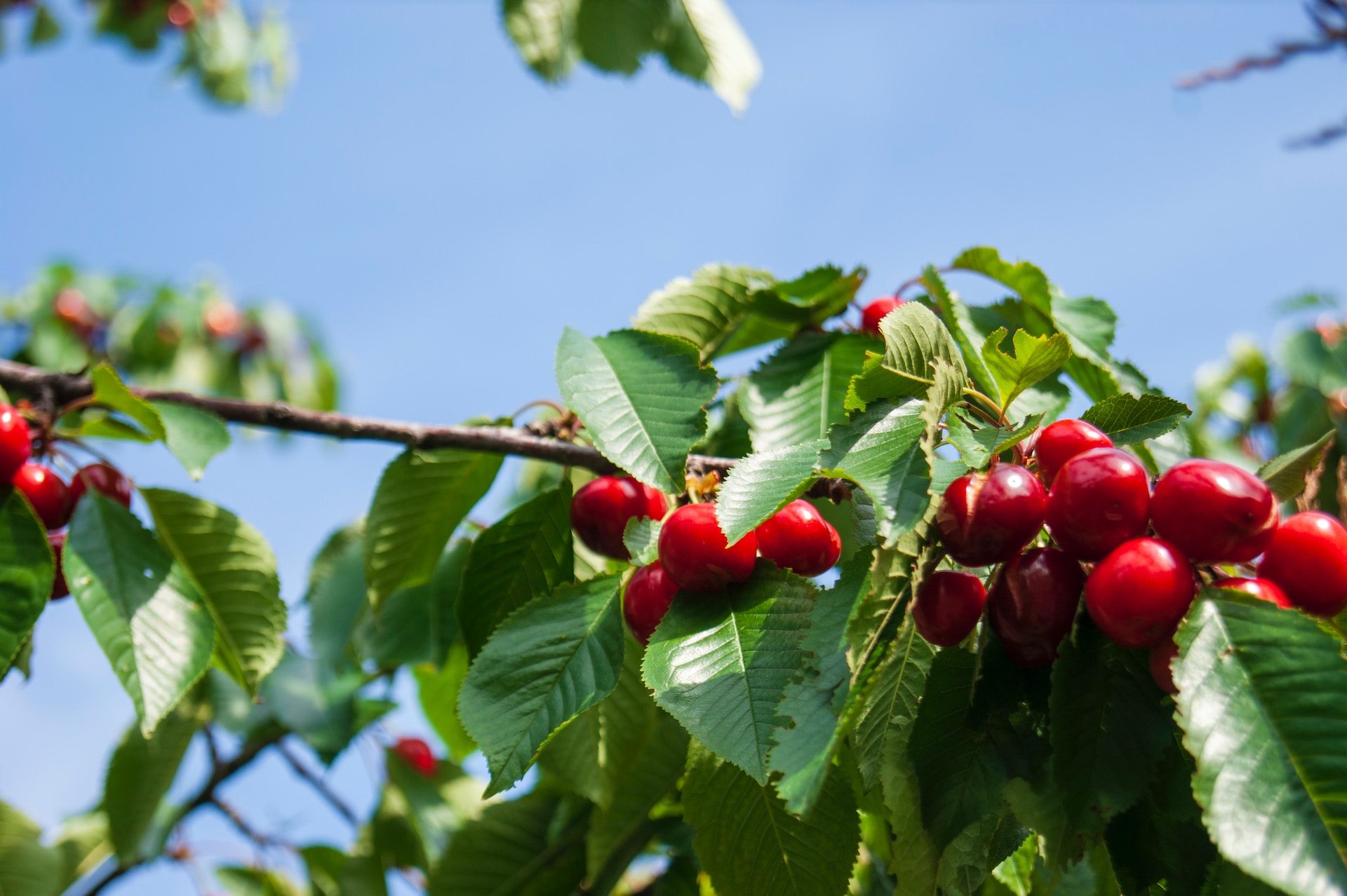 Pruning Cherry Trees: When & How? - PriceMyGarden