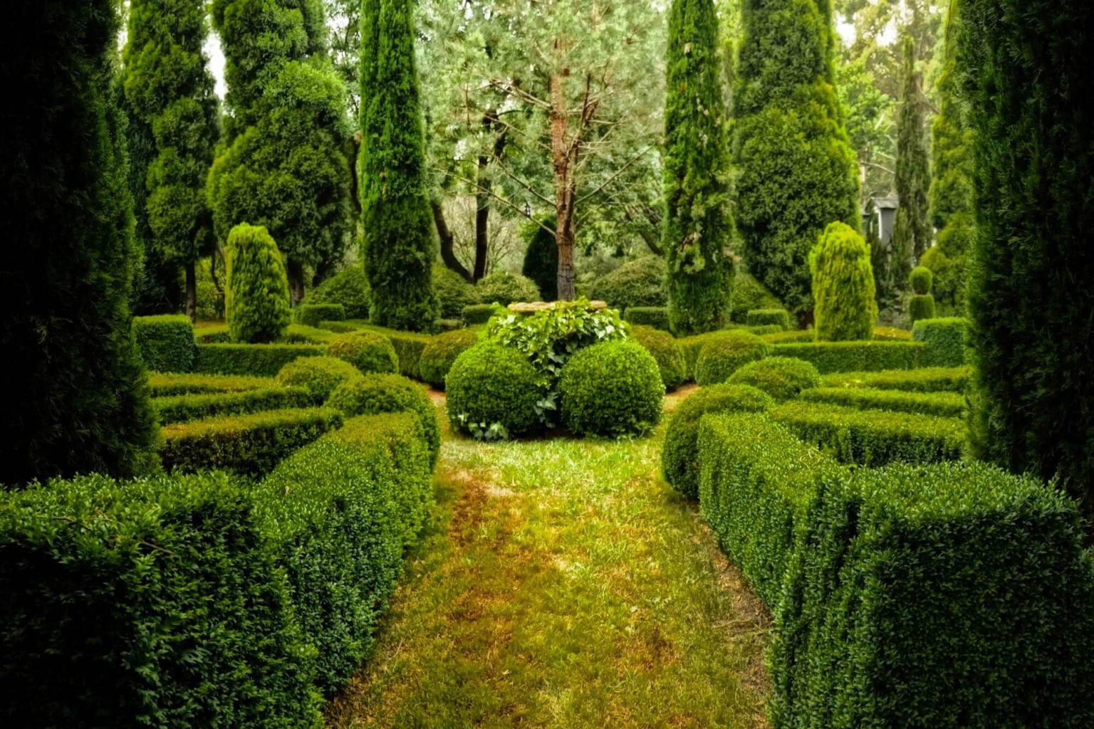 When to Trim Box Hedge: Your Comprehensive Guide - PriceMyGarden