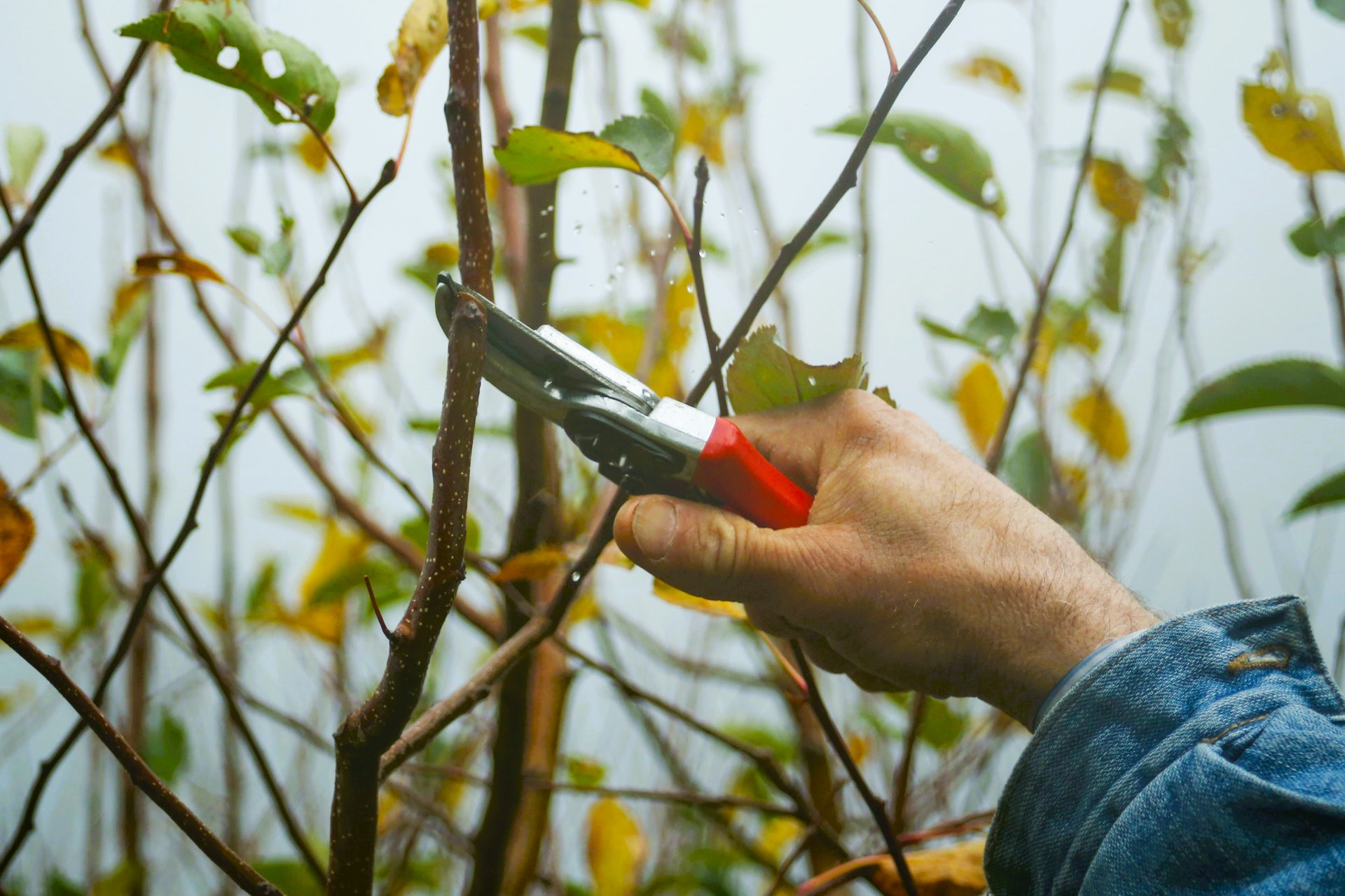 Pruning Cherry Trees: When & How? - PriceMyGarden