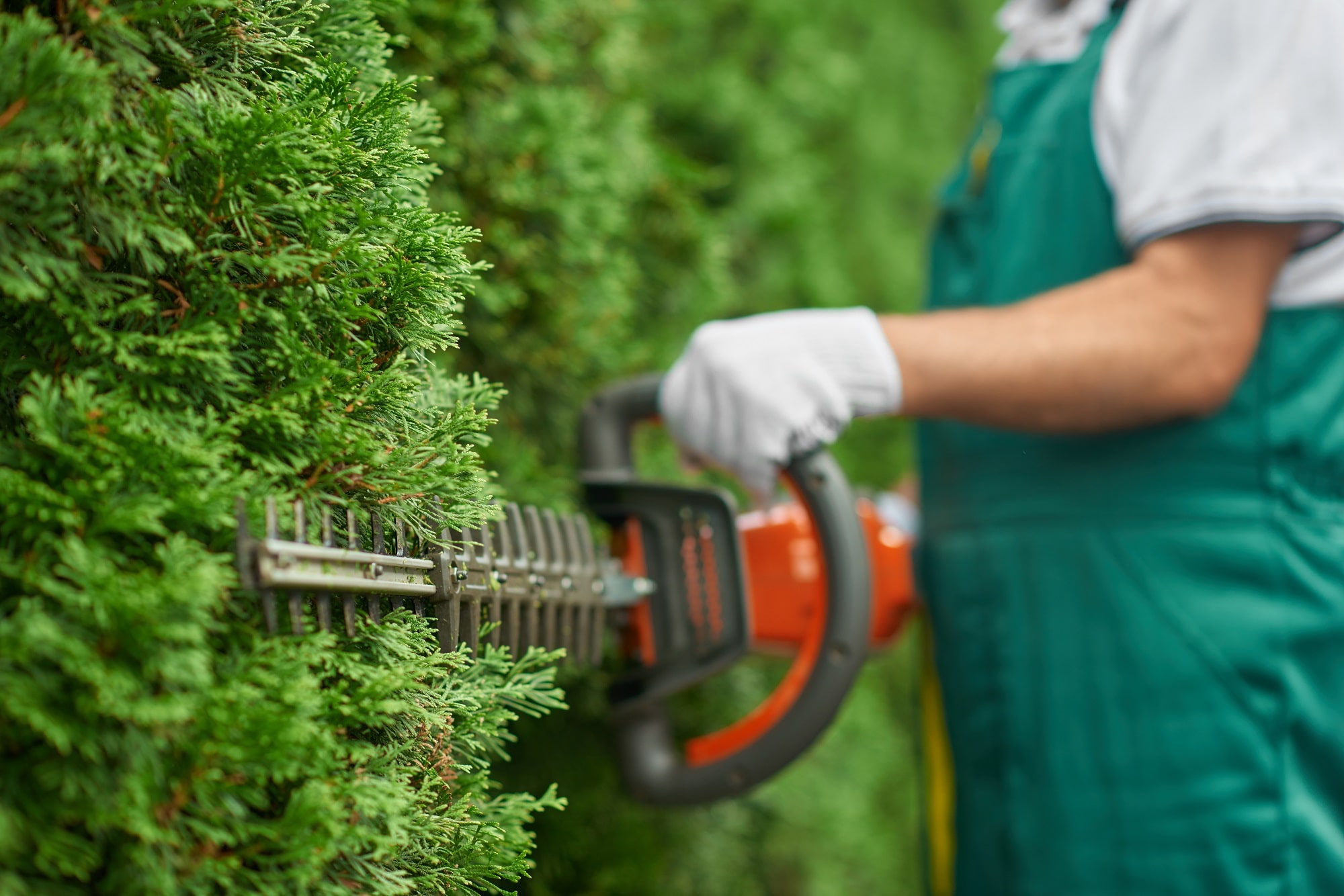 When to Trim Box Hedge: Your Comprehensive Guide - PriceMyGarden