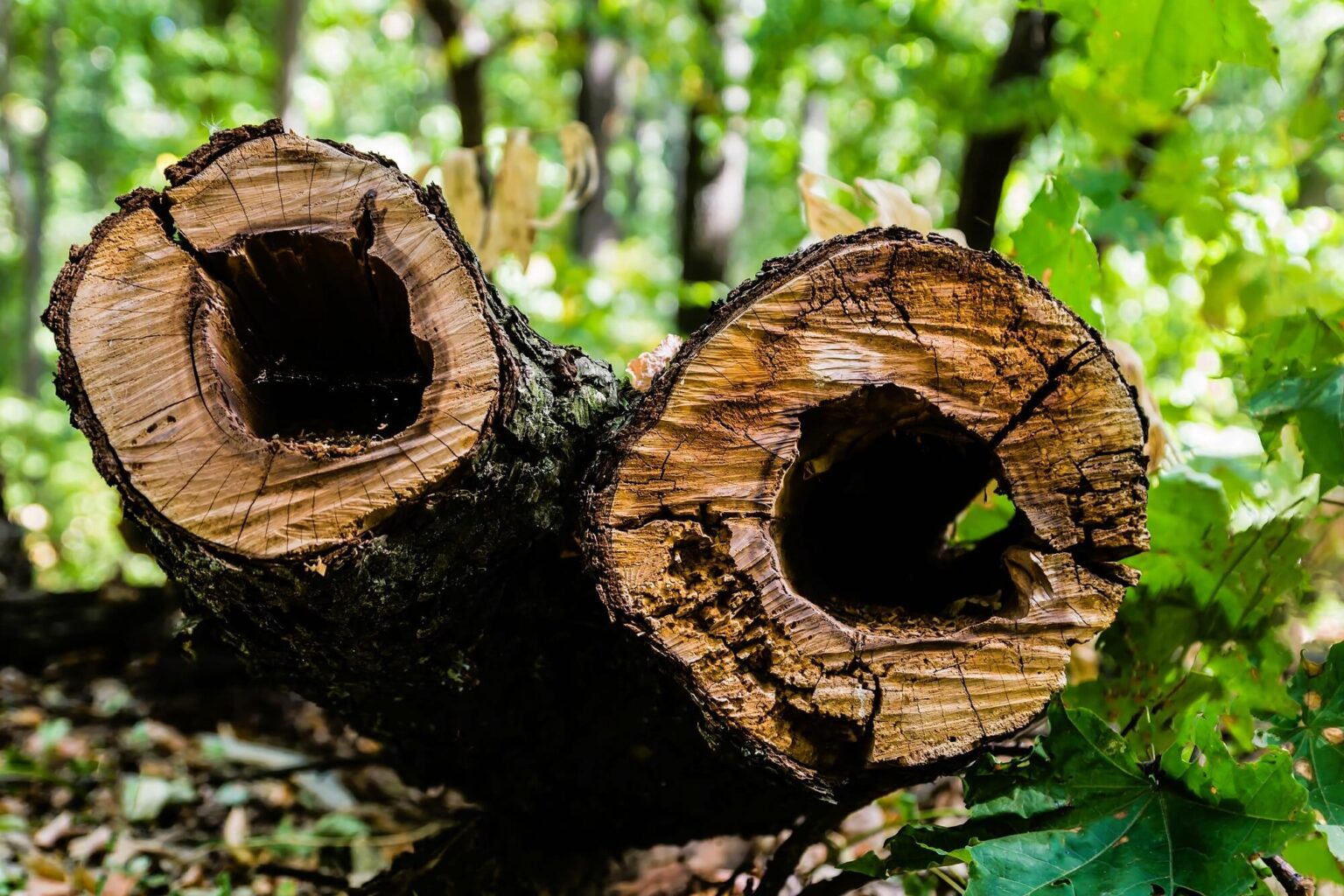 How to Hollow Out a Tree Stump: A Step-by-Step Guide - PriceMyGarden