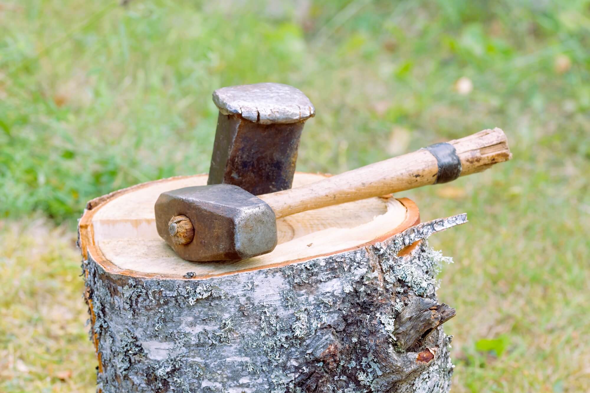 How to Hollow Out a Tree Stump: A Step-by-Step Guide - PriceMyGarden