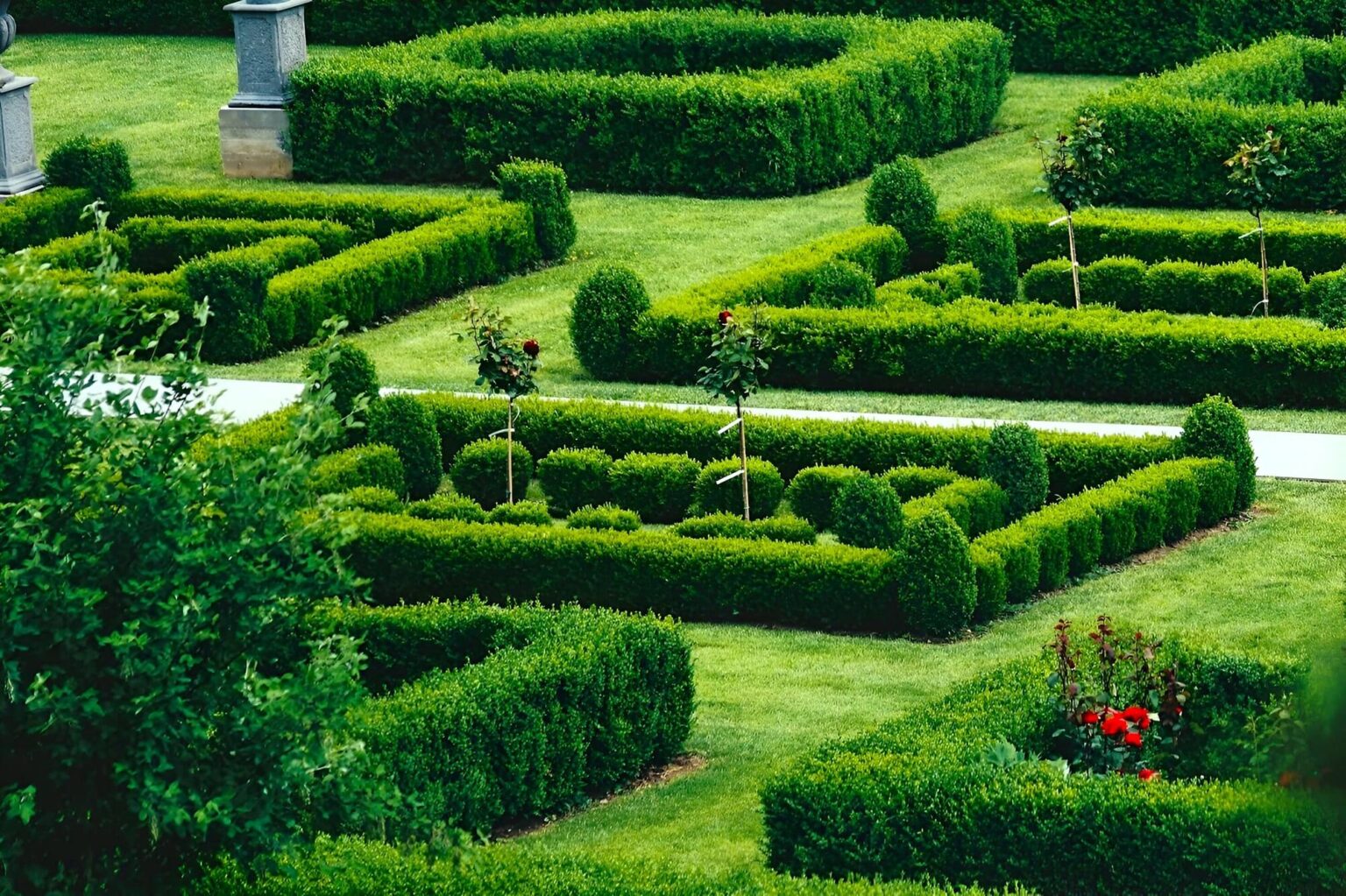 When to Trim Box Hedge: Your Comprehensive Guide - PriceMyGarden