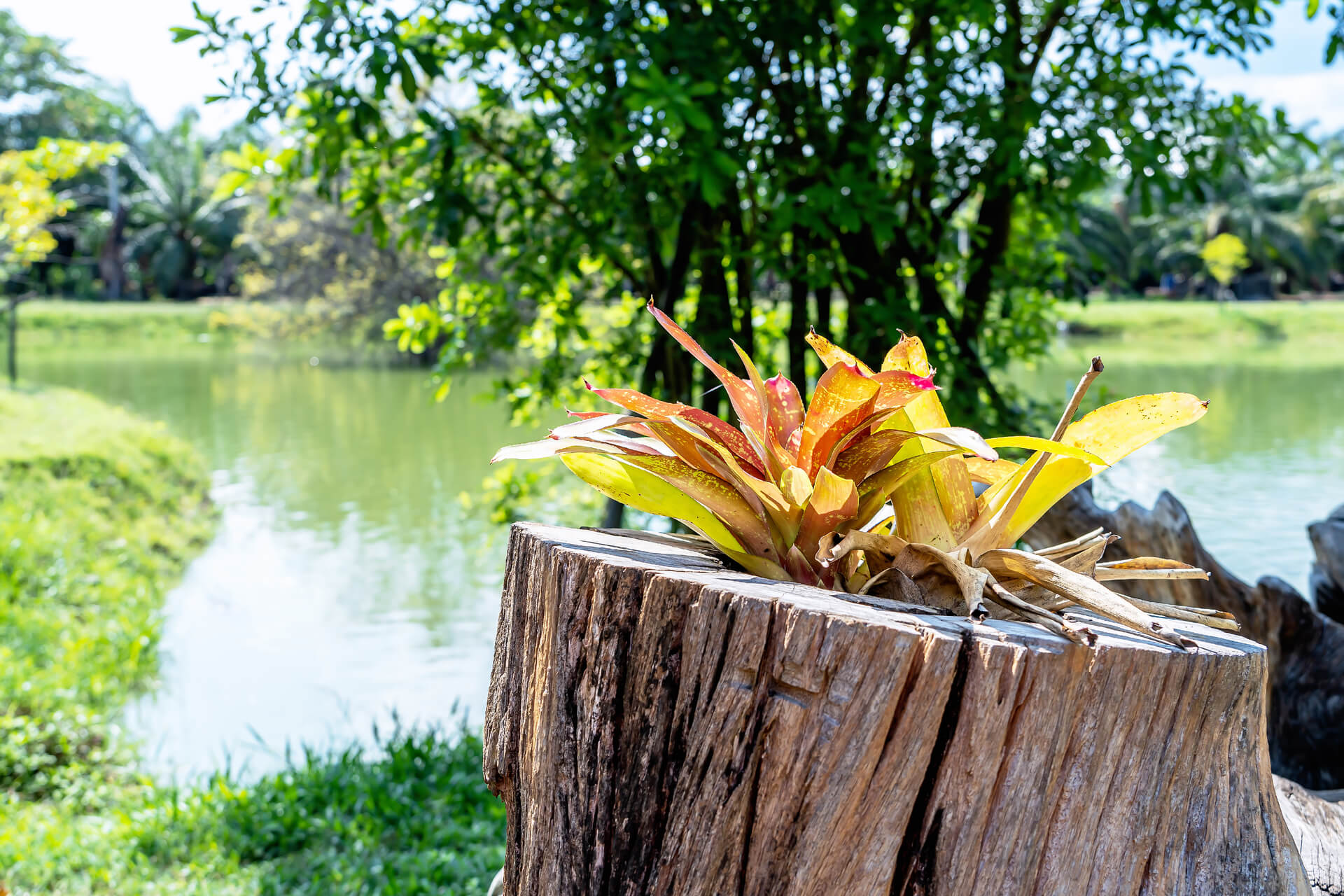 How to Hollow Out a Tree Stump: A Step-by-Step Guide - PriceMyGarden