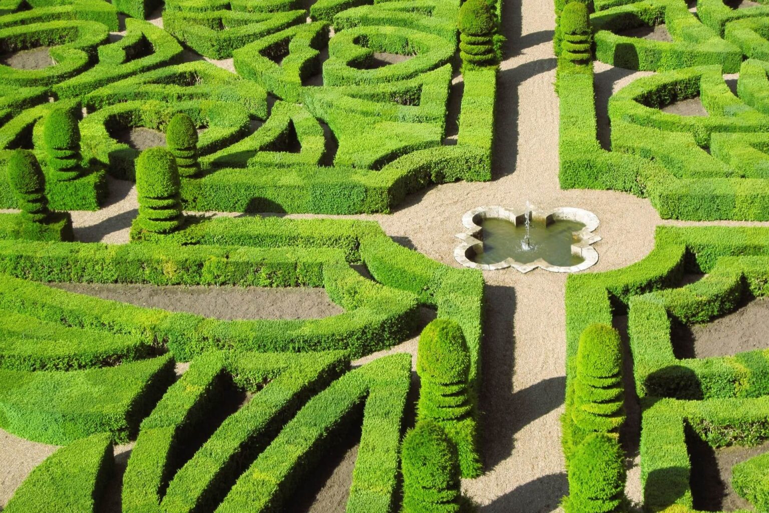 When to Trim Box Hedge: Your Comprehensive Guide - PriceMyGarden