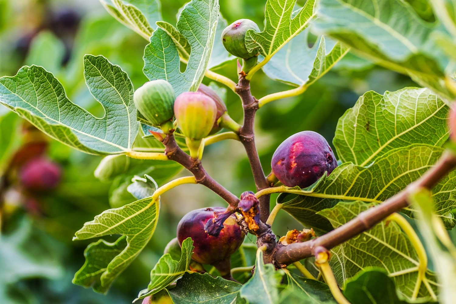 Pruning Fig Trees (UK): How and When to Trim - PriceMyGarden