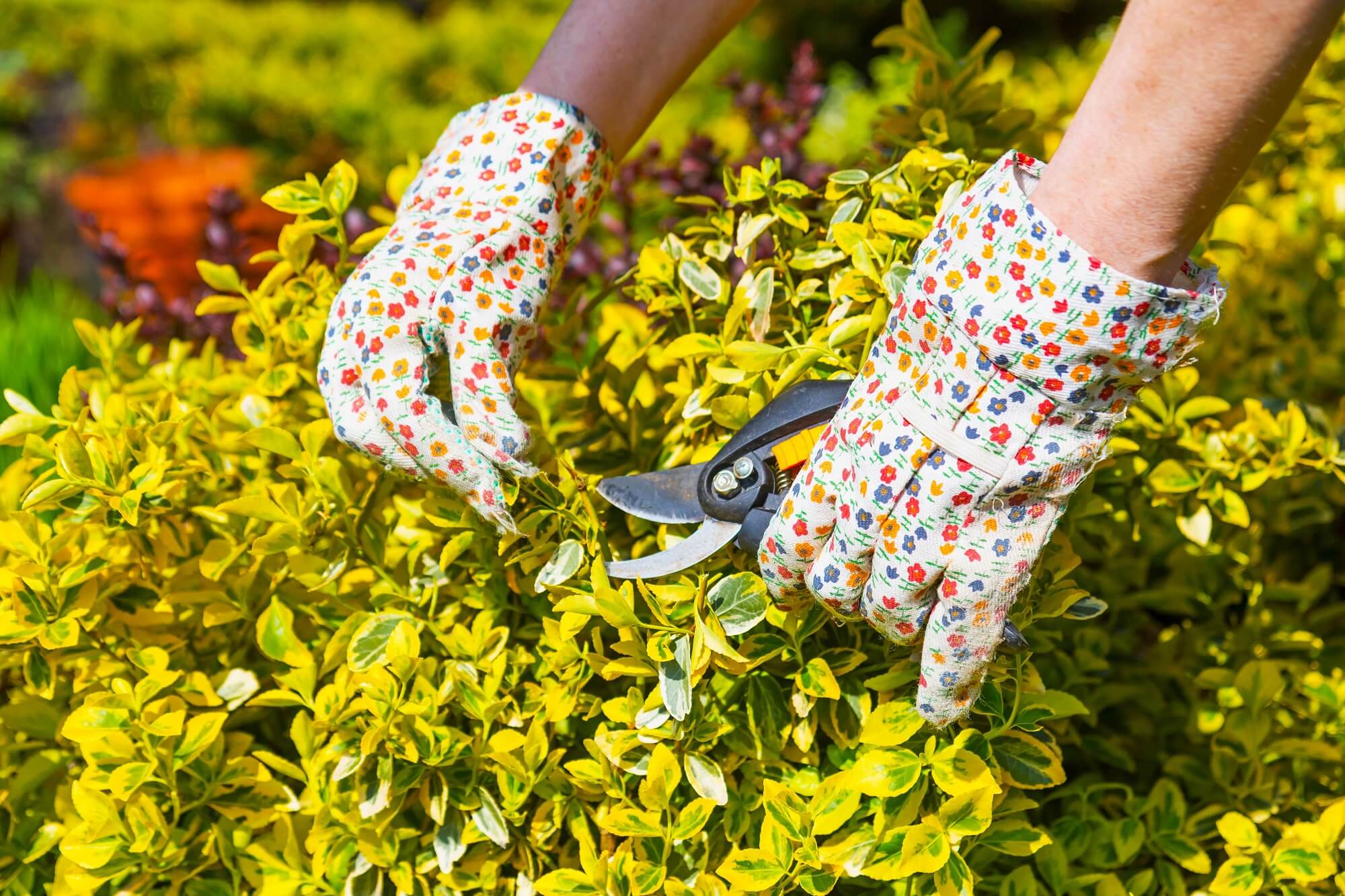When to Prune Shrubs in the UK - PriceMyGarden