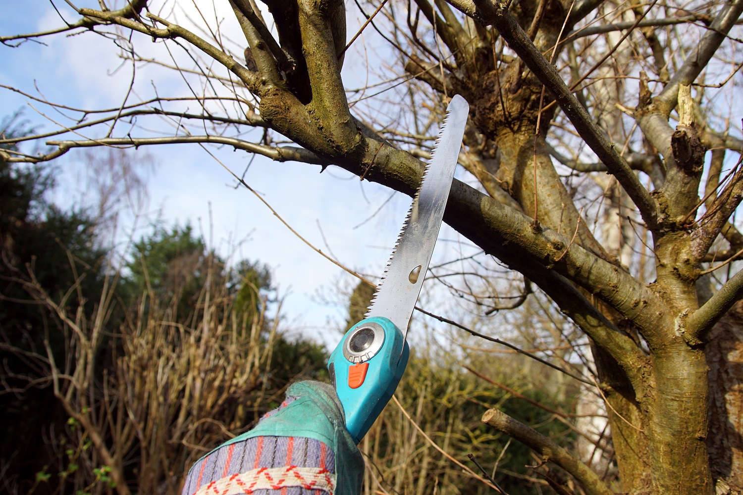 How to Trim an Oak Tree: Oak Tree Pruning Guide - PriceMyGarden