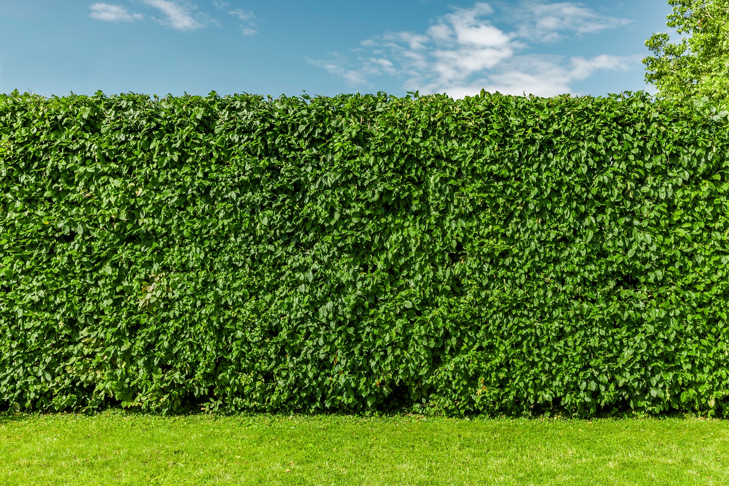 When to Cut a Beech Hedge: Tips for Best Results - PriceMyGarden