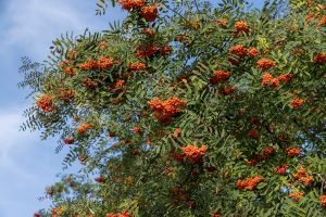 Pruning Rowan Trees: An Essential Guide - PriceMyGarden